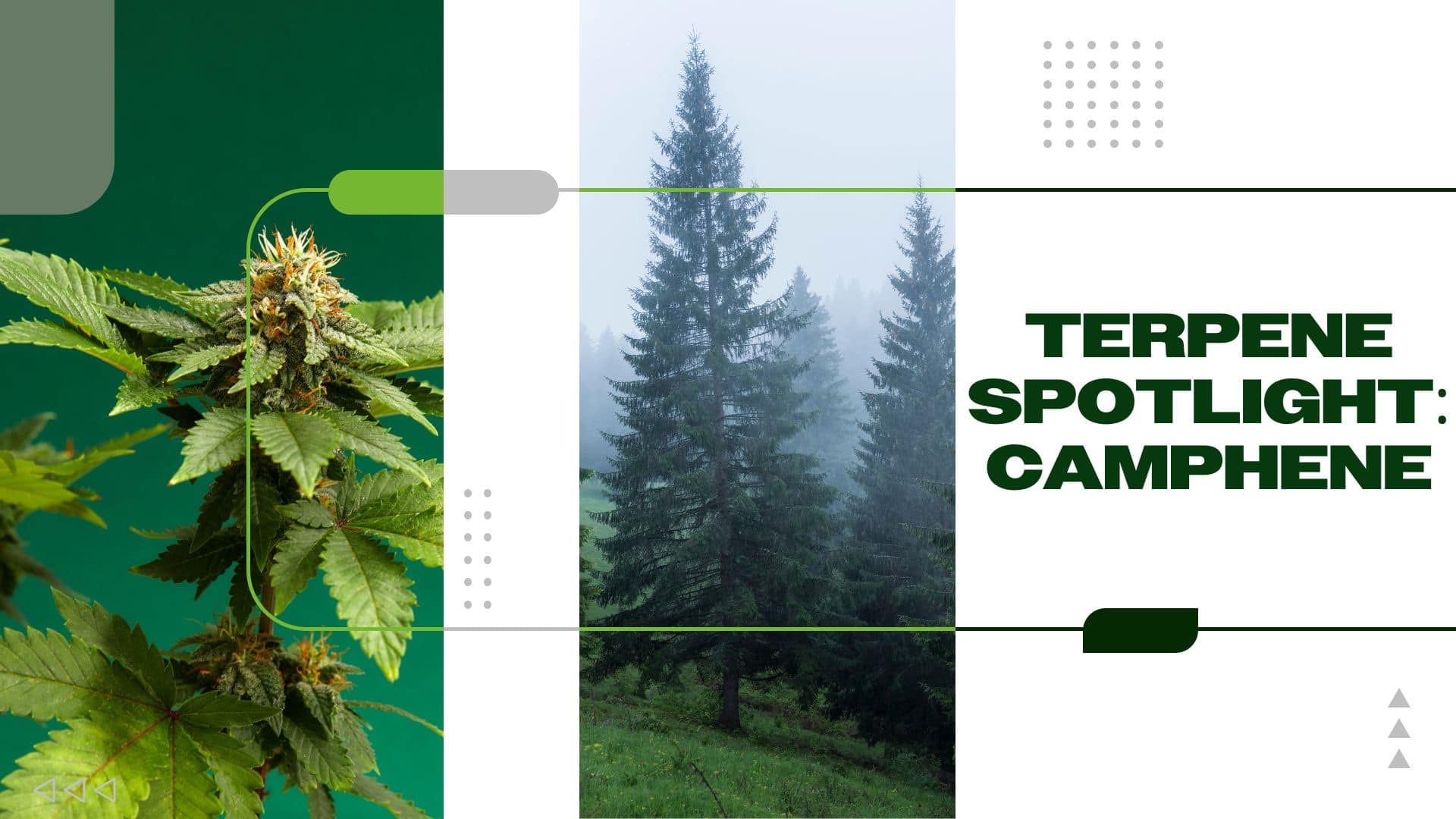 Terpene Spotlight: Camphene – Sky Club Consumer Packages Goods